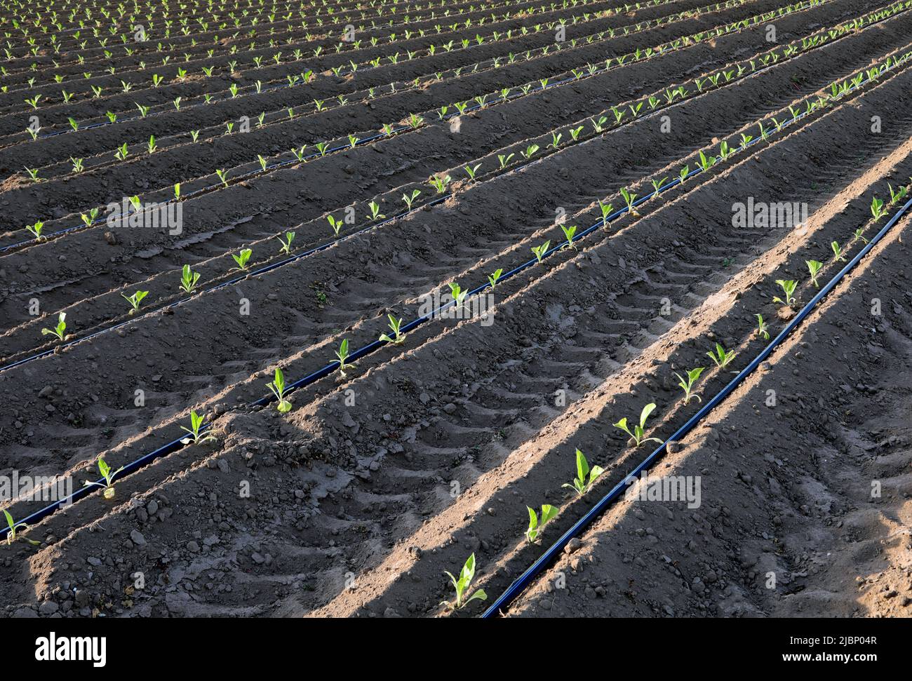 shoots in the field and the automatic irrigation system with pipes ...