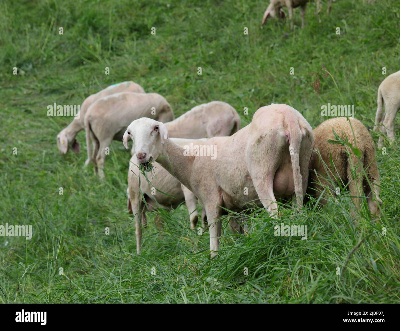 White Sheared Sheep that while grazing the green grass of the meadow ...