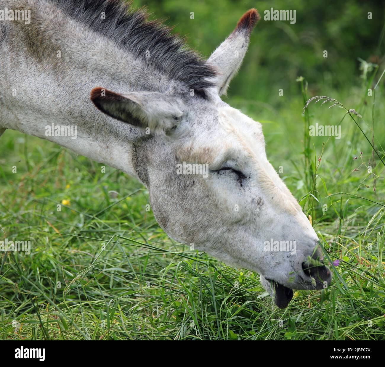 Muzzle of a donkey that while grazing the green grass of the meadow ...
