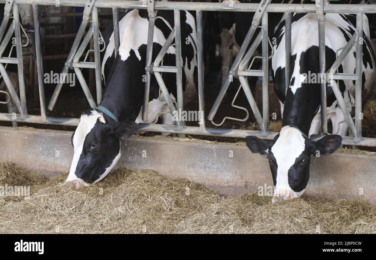 Two big cow of milk in the stable while eating straw in the manger ...