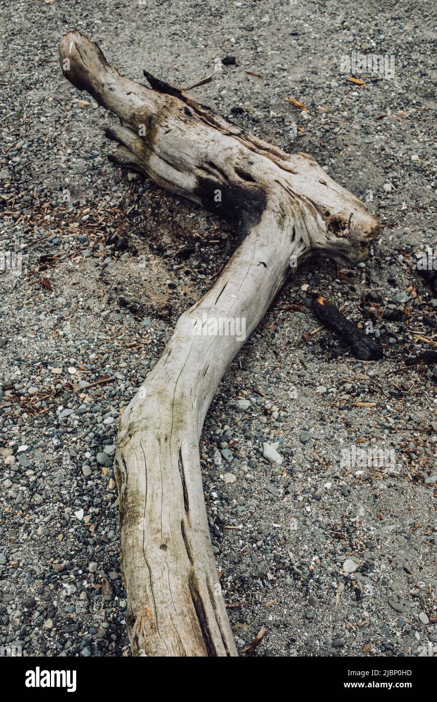 driftwood, log on beach at Carkeek Park, Seattle, WA Stock Photo - Alamy