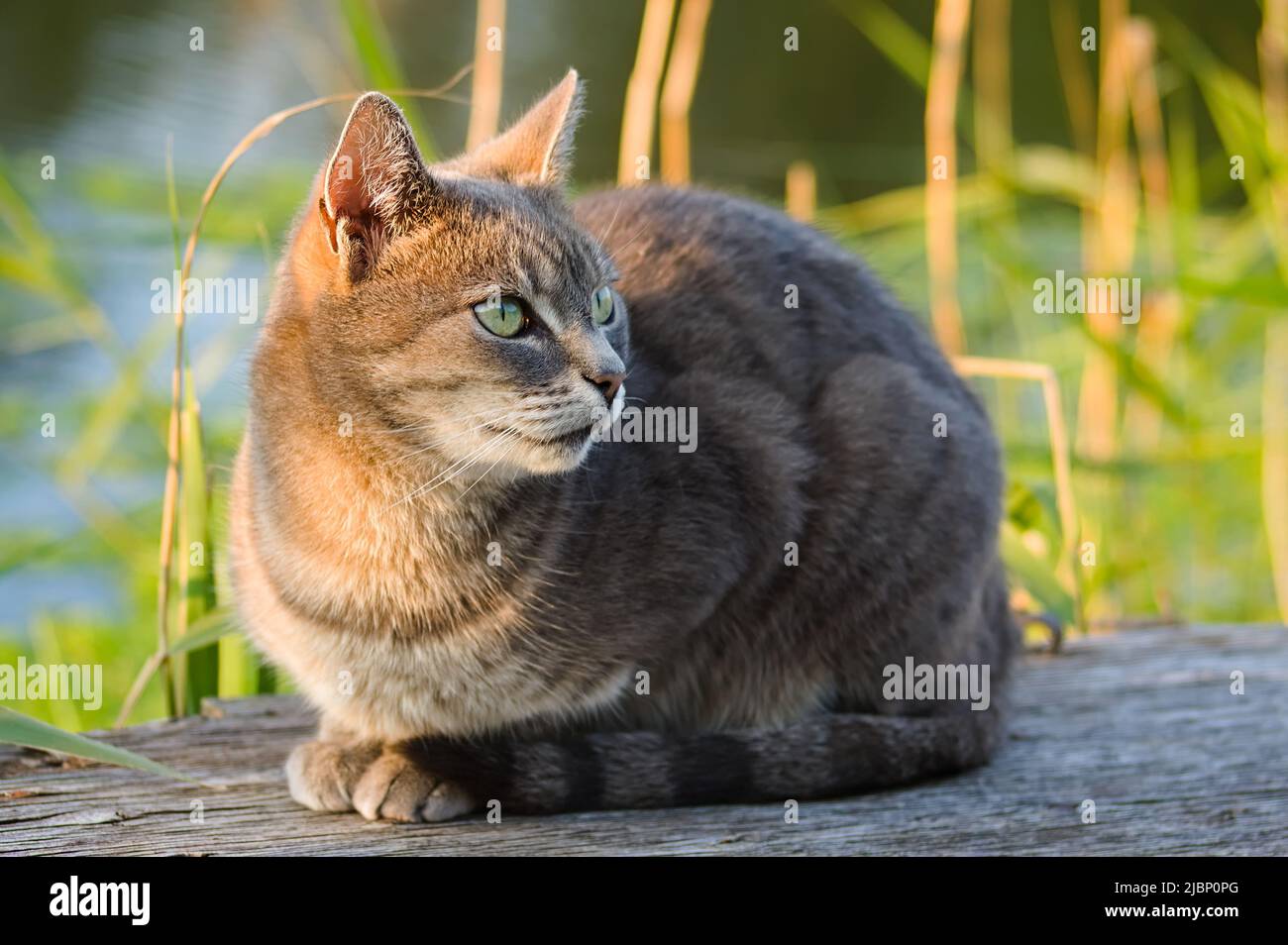 Male tabby cat hi-res stock photography and images - Alamy