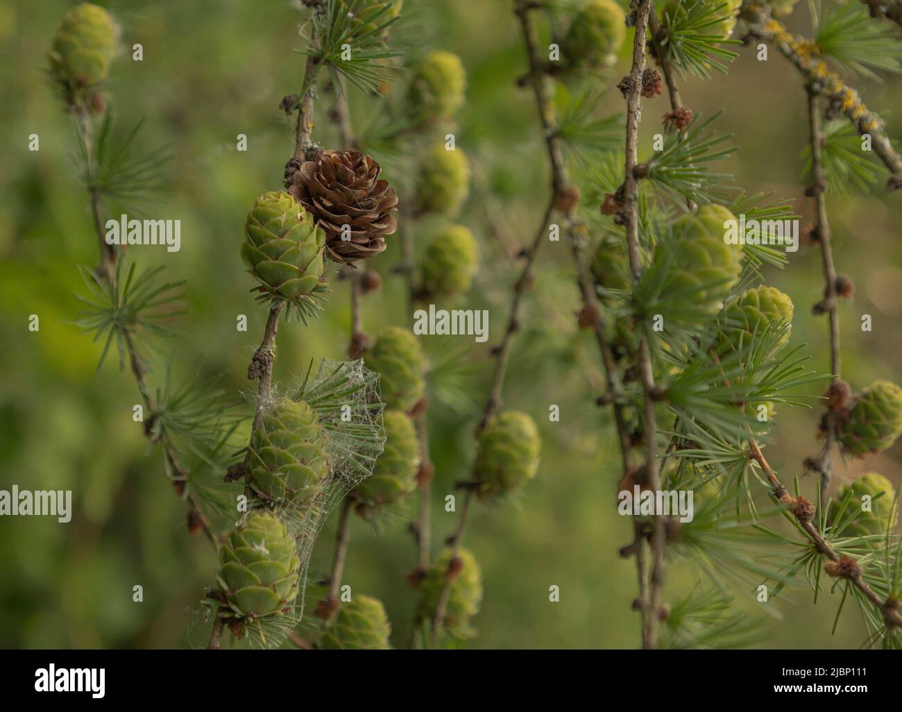 Mature pine cone alongside green developing cones close up including a ...