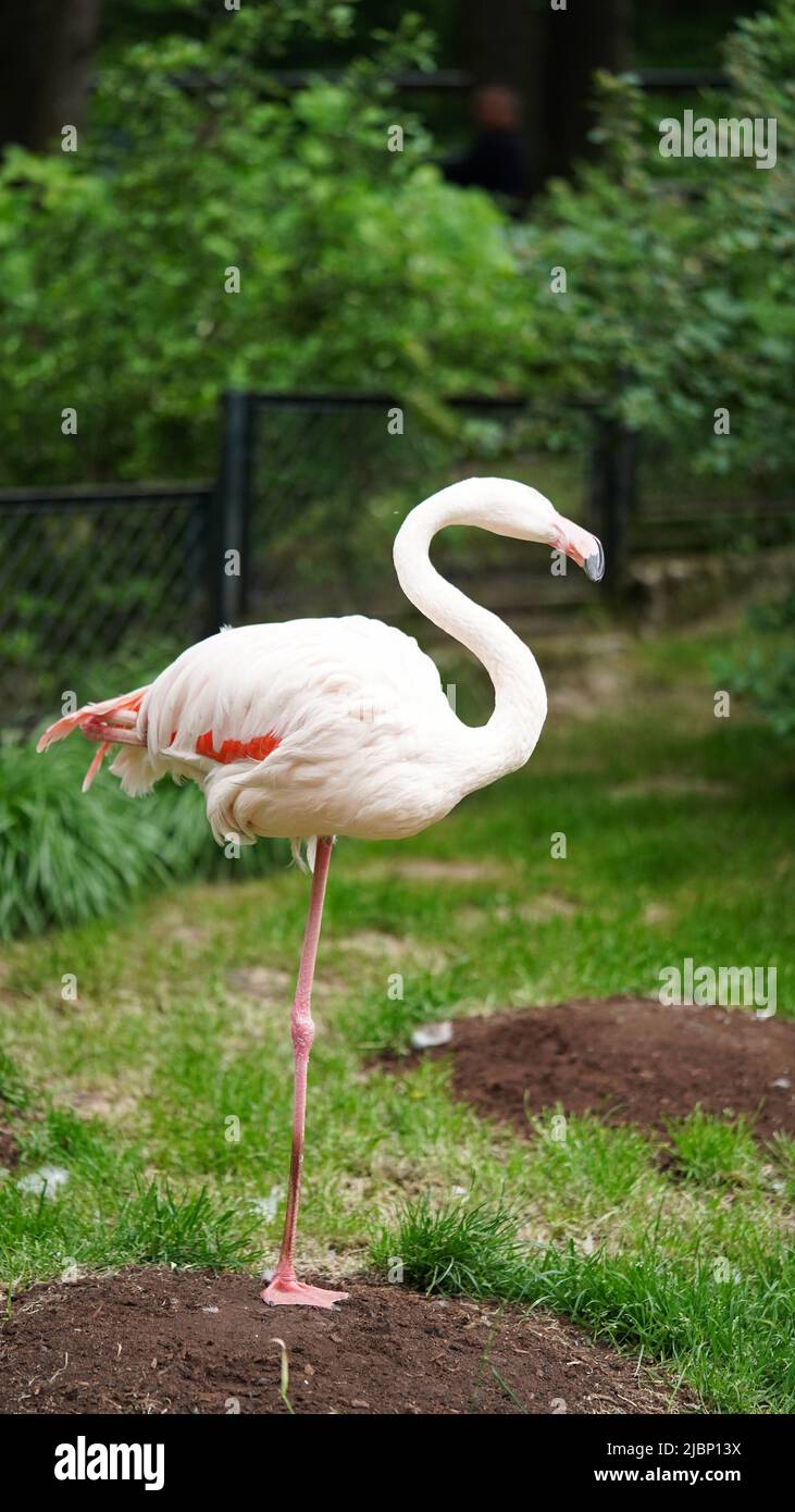 Close-up of pink flamingo bird in nature park,zoo outdoors.Animals in ...