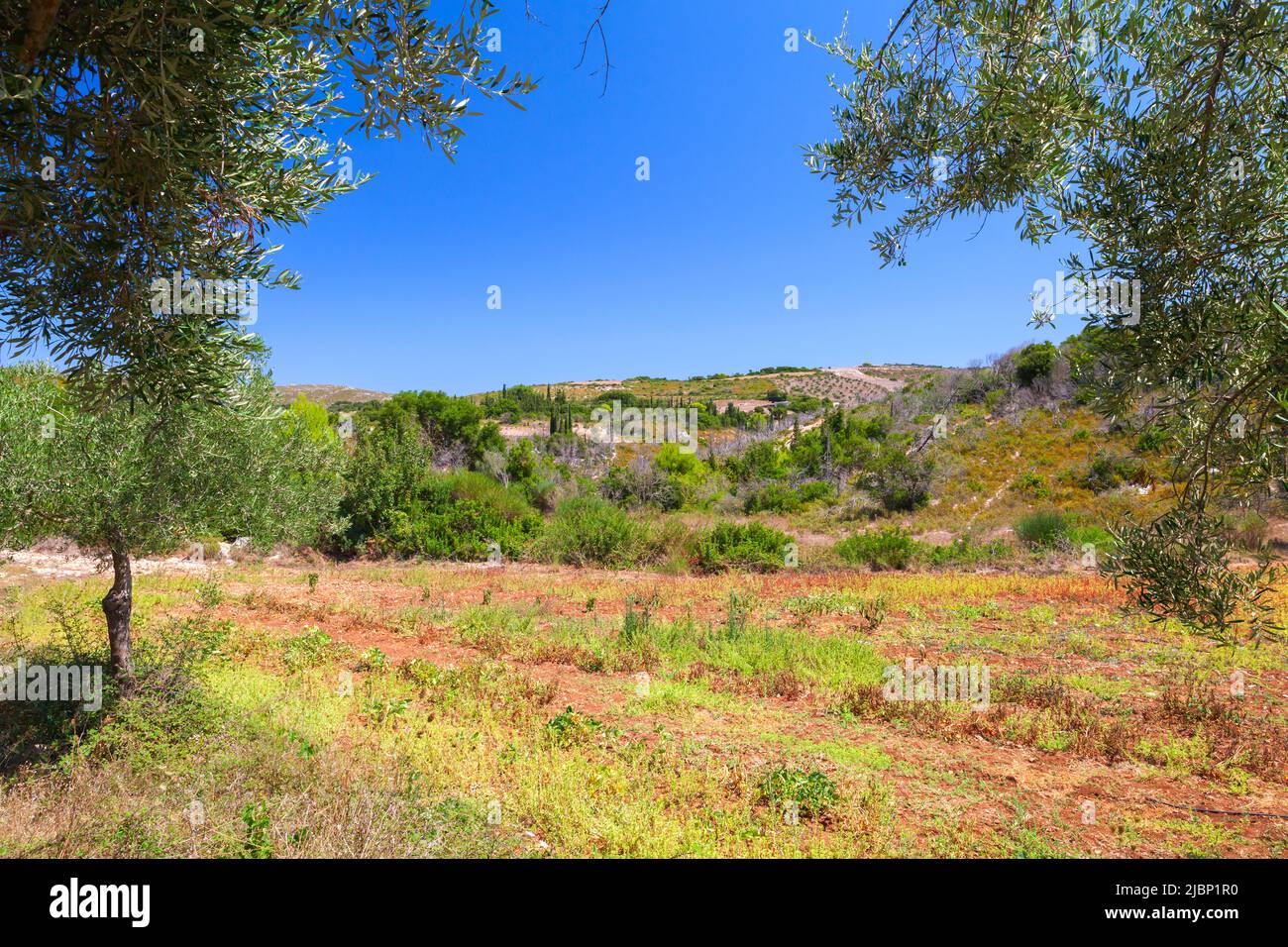 Summer landscape with olive trees of Zakynthos, Greek island in the ...