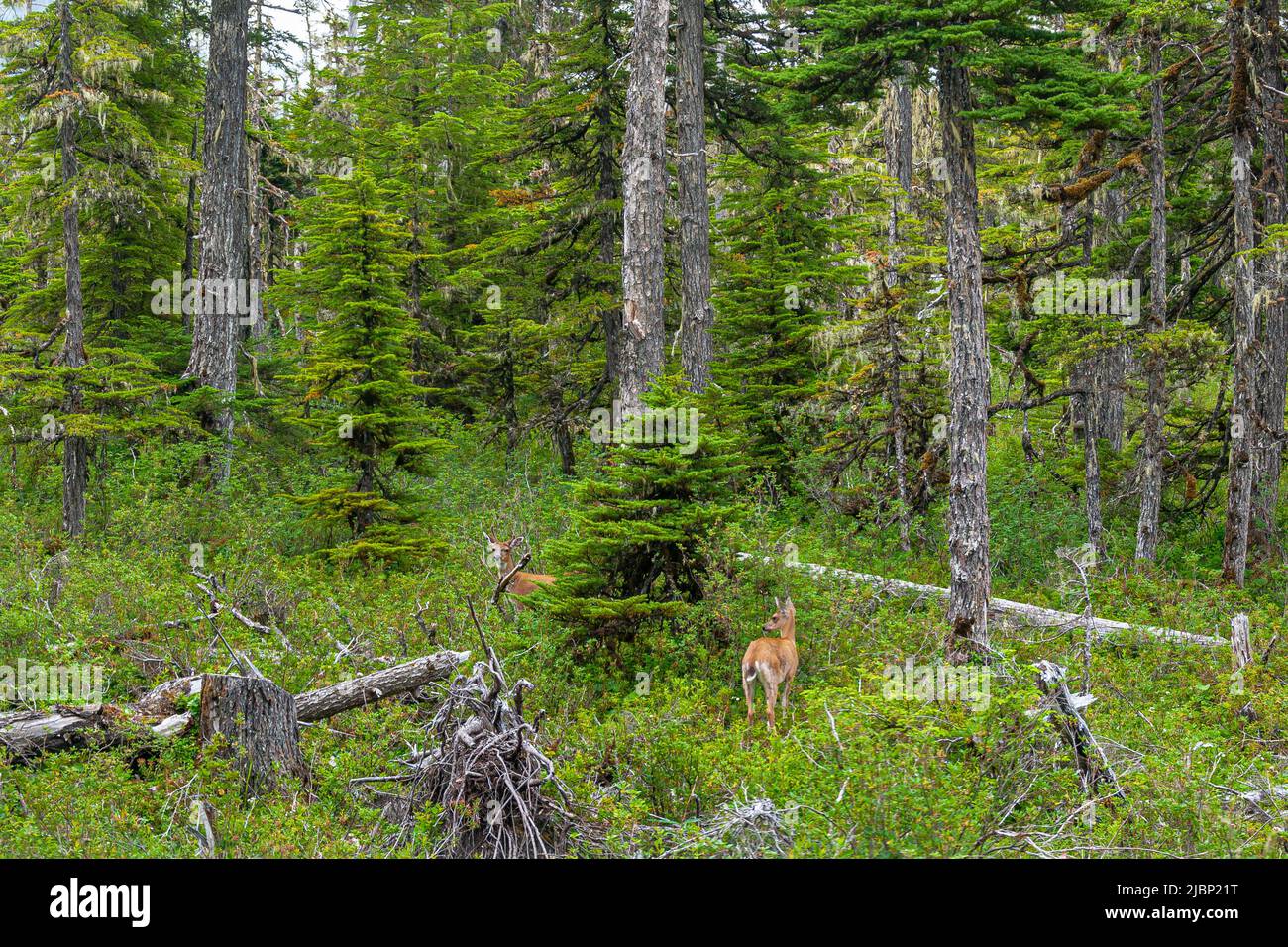 Hoonah alaska hi-res stock photography and images - Alamy