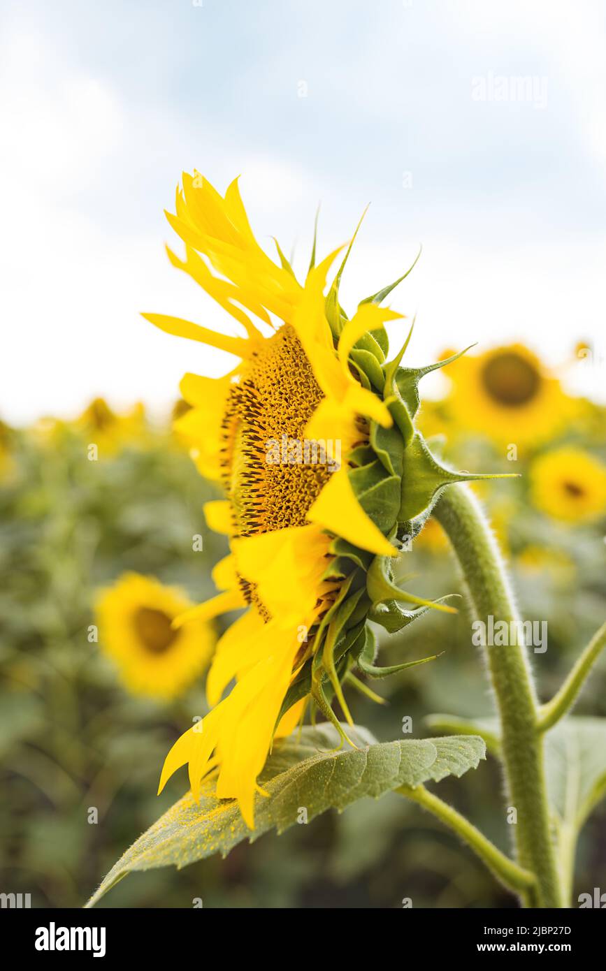 Blooming golden sunflower looking in opposite direction from rest in ...