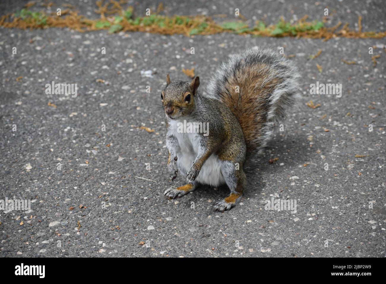 Squirrel talking hi-res stock photography and images - Alamy