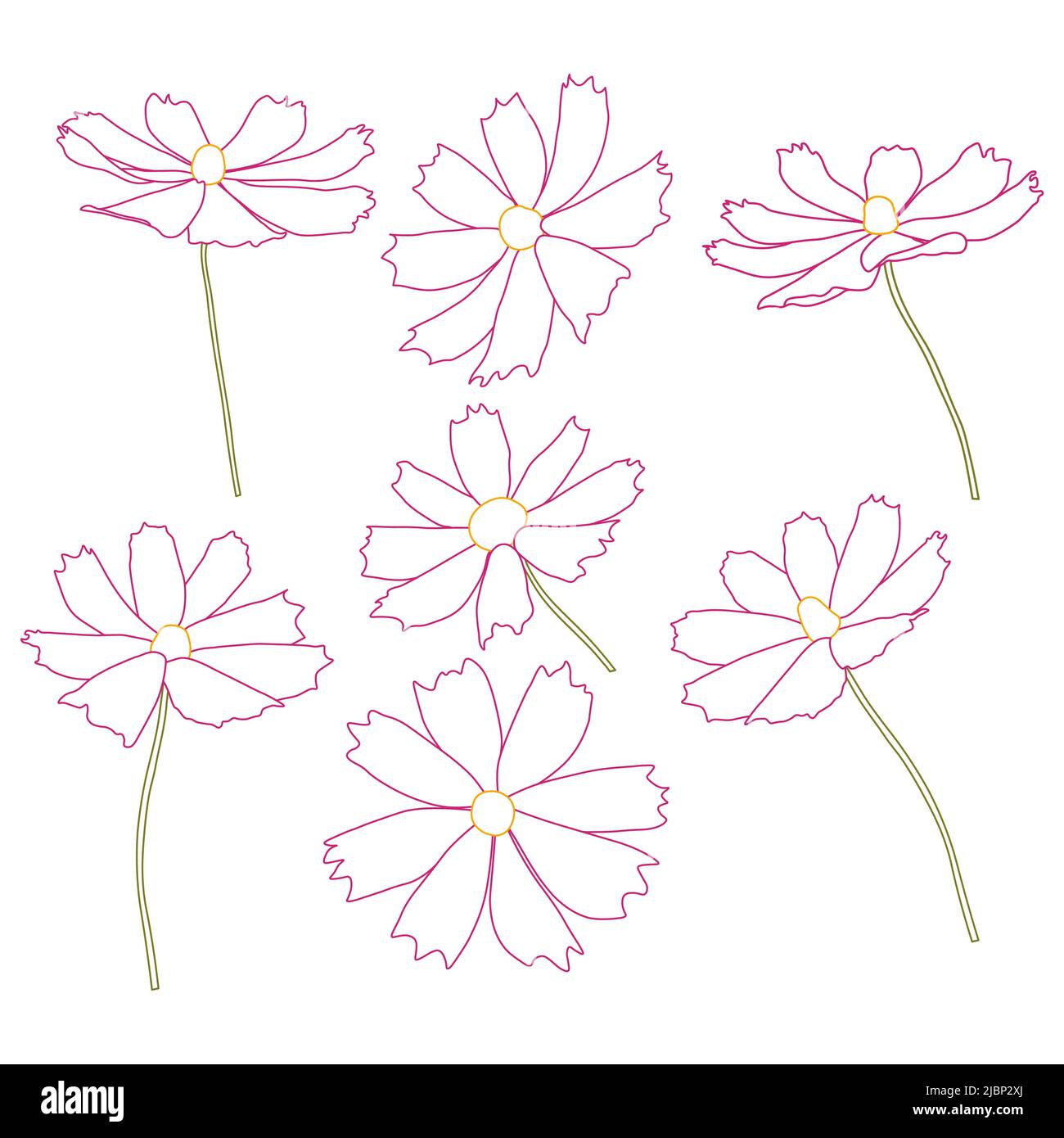 Set of cosmos flower branch vector simple illustration isolated on ...