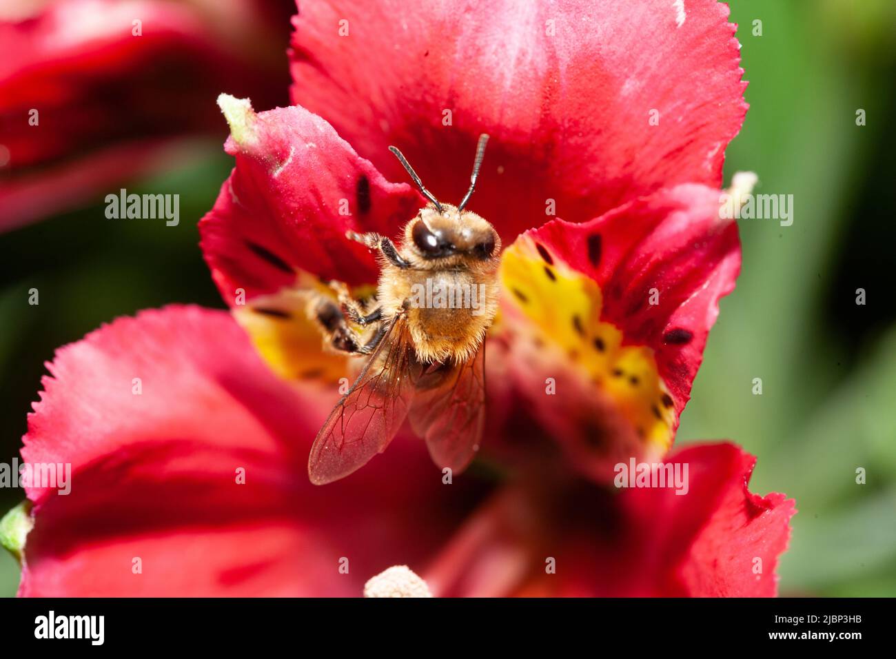 pollinating bee on a flower Stock Photo - Alamy