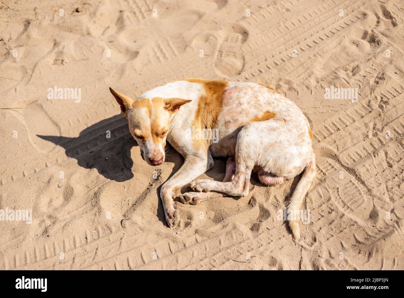 Brazilian street dog hi-res stock photography and images - Alamy
