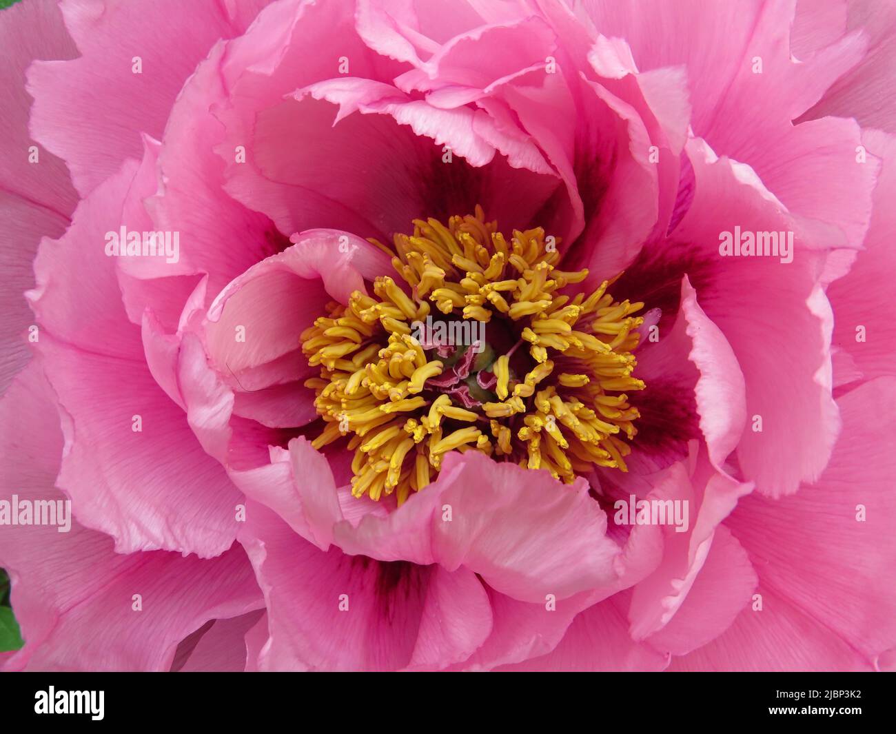 Tree peony flower hi-res stock photography and images - Alamy