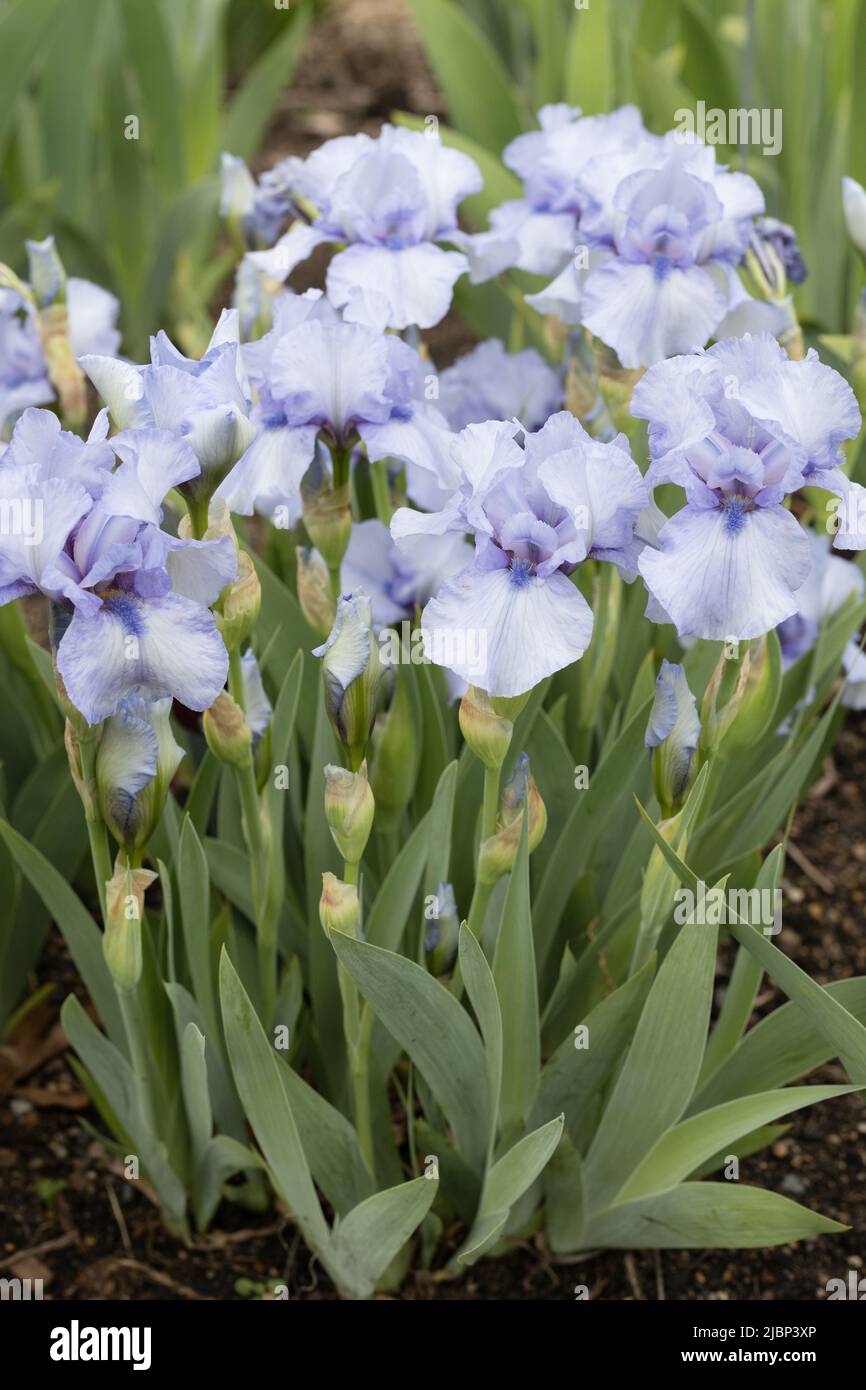 Intermediate bearded iris hi-res stock photography and images - Alamy