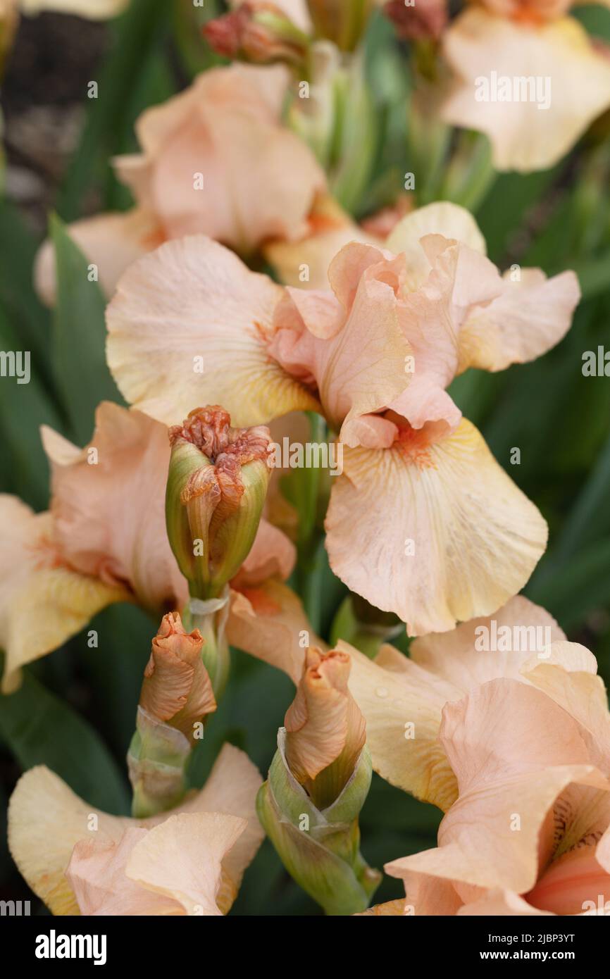 Iris 'Ask Alma' intermediate bearded iris Stock Photo - Alamy