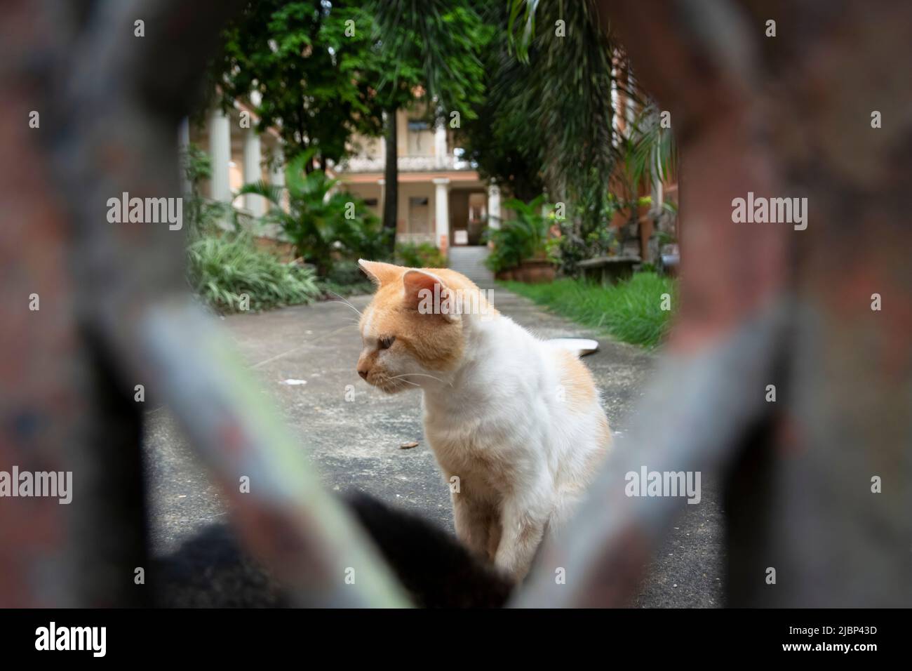 Abandoned cat seen on Pelourinho street. City of Salvador in the ...