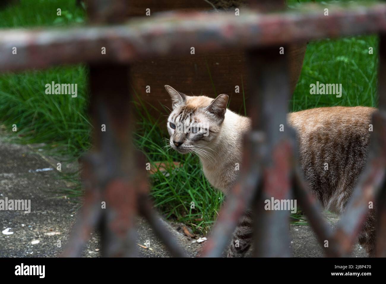Abandoned cat seen on Pelourinho street. City of Salvador in the ...