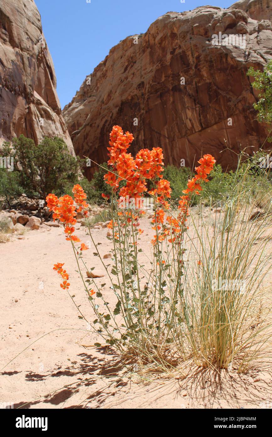 Orange flowers in southern Utah Stock Photo - Alamy