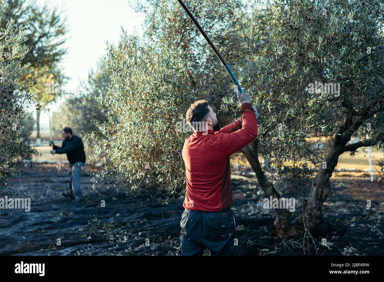 Olive harvesting hi-res stock photography and images - Alamy
