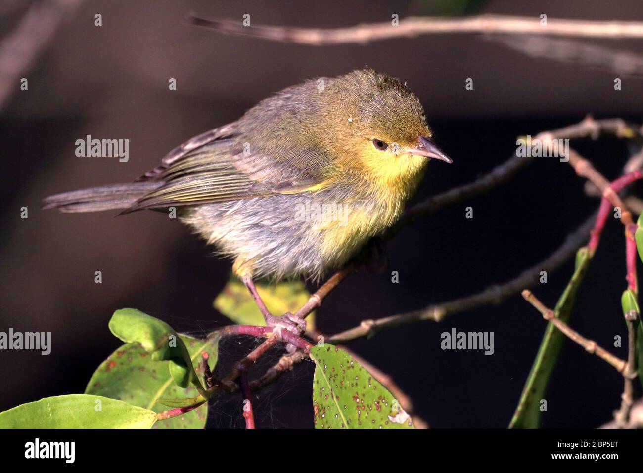 Bicolored conebill hi-res stock photography and images - Alamy
