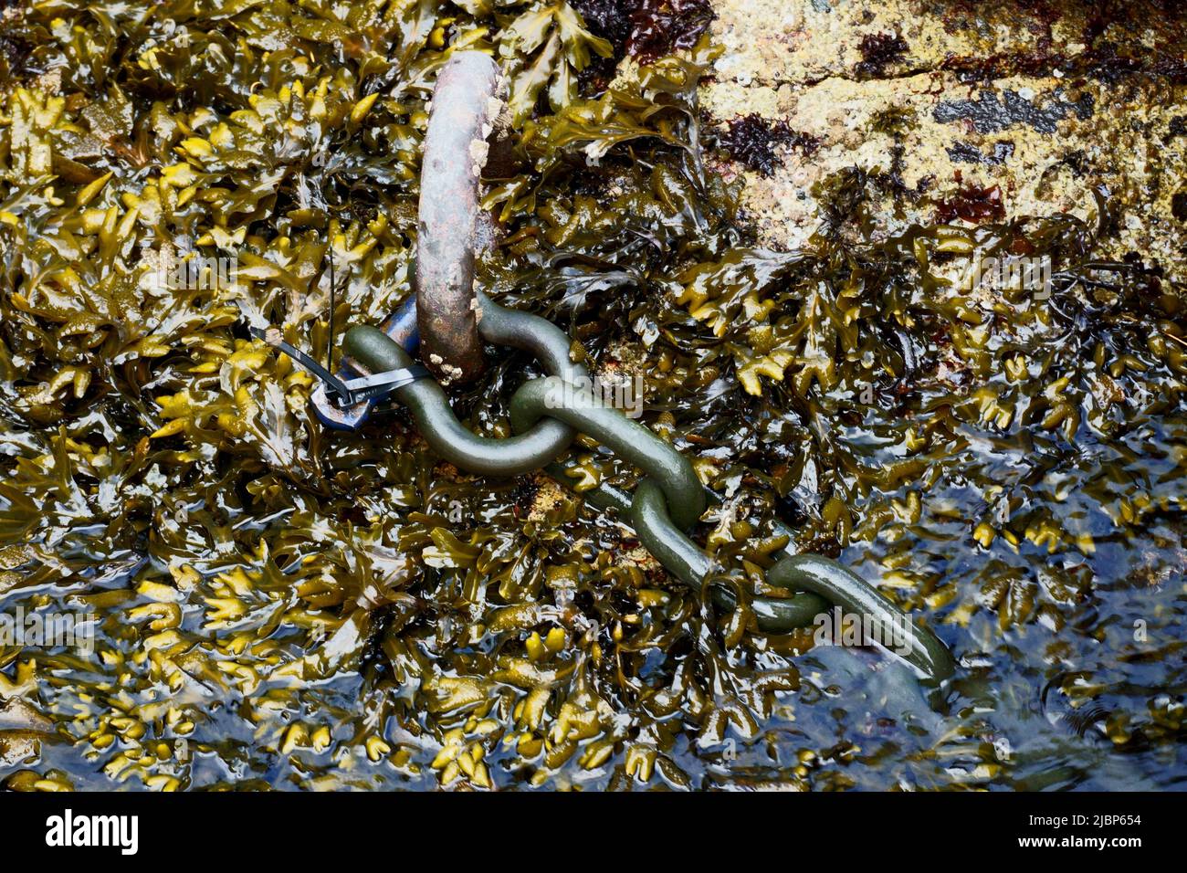 ring bit with chain and shackle in seaweed Stock Photo - Alamy