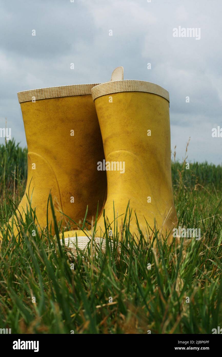 Yellow rubber boots left in the middle of field. Rubber Boots staying ...
