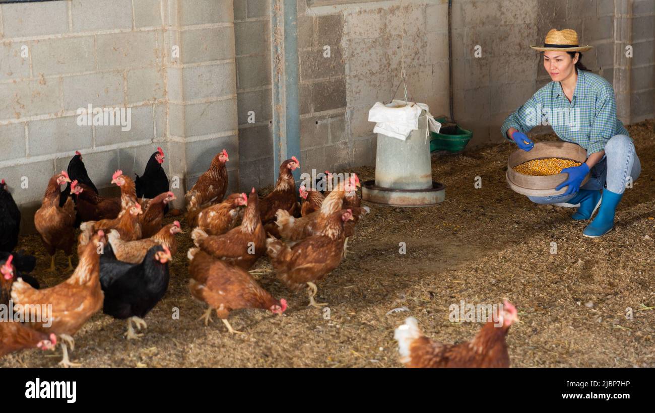 Woman farmer working in henhouse, feeding hens Stock Photo - Alamy