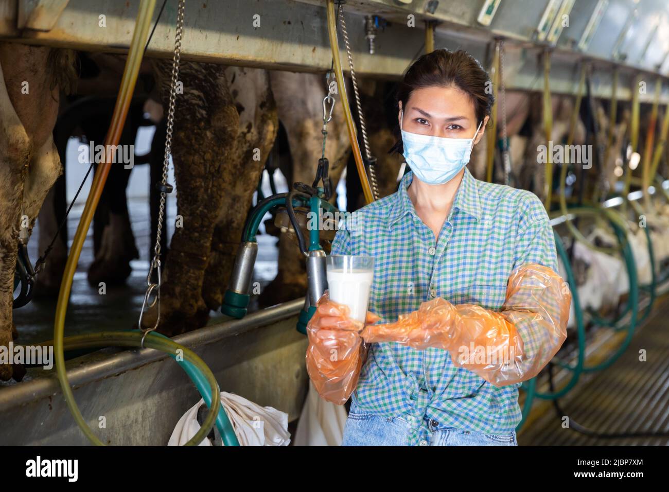 Portrait of female dairy farm worker in protective mask standing with ...
