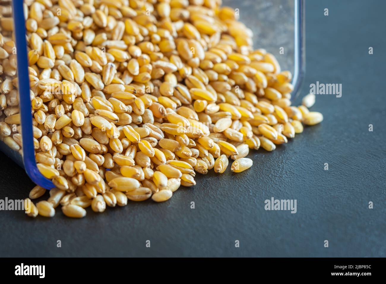 wheat grain texture background closeup Stock Photo - Alamy