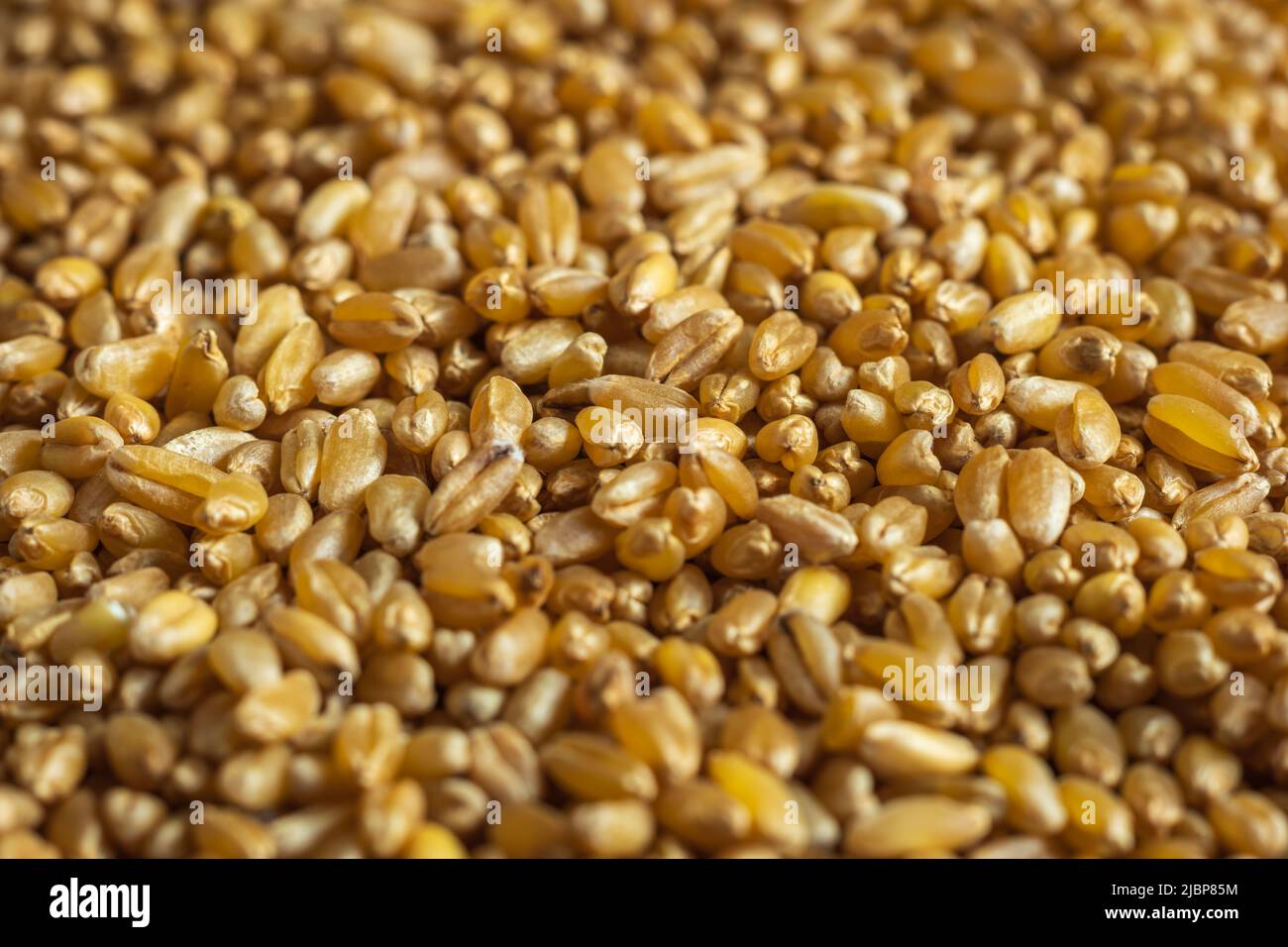 wheat grain texture background closeup Stock Photo - Alamy