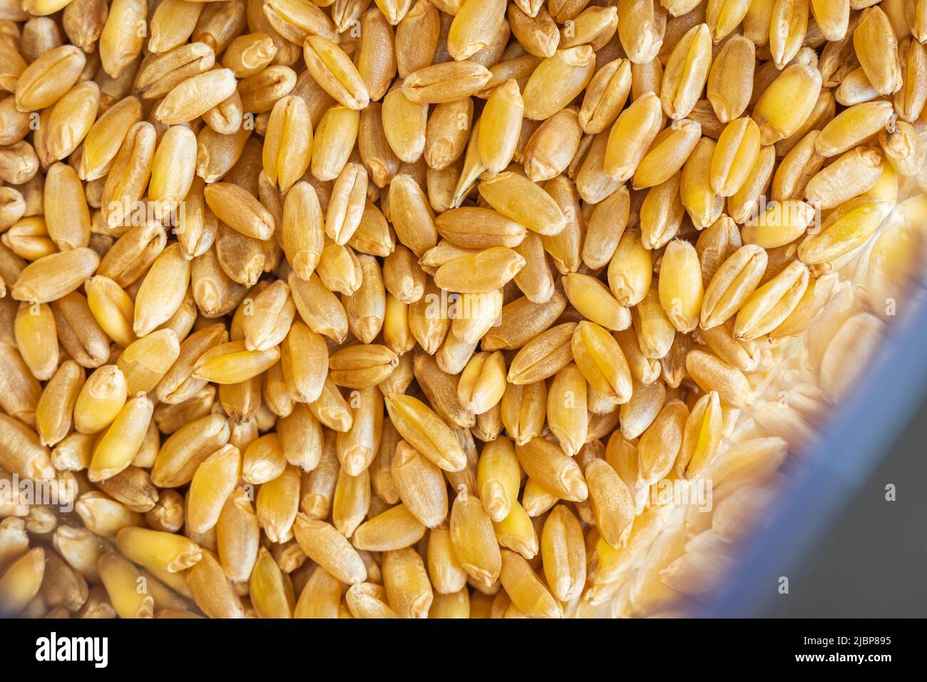 wheat grain inside square storage container closeup Stock Photo - Alamy