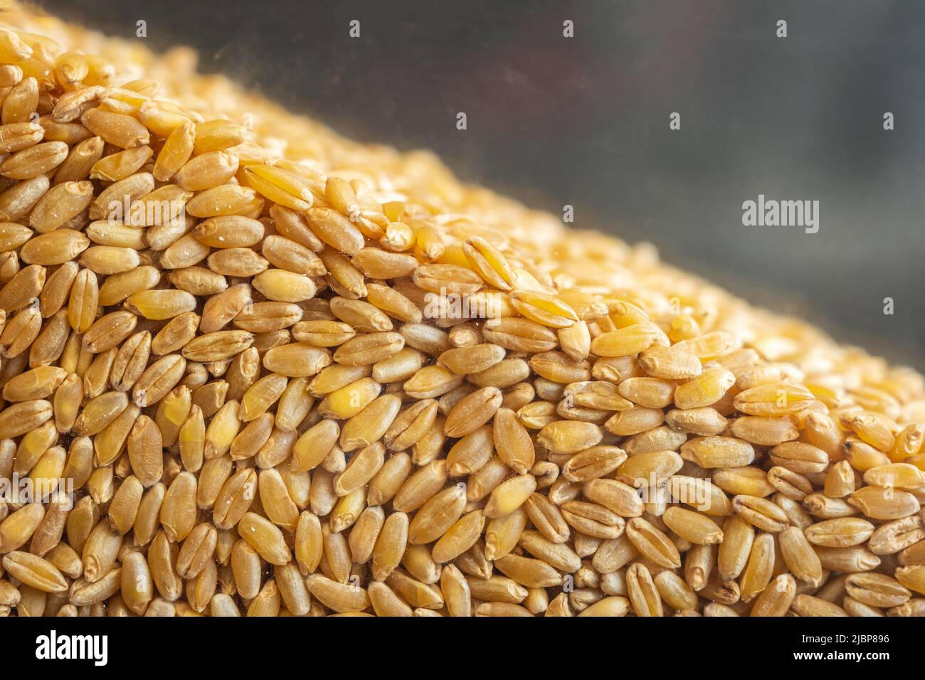 wheat grain texture background closeup Stock Photo - Alamy