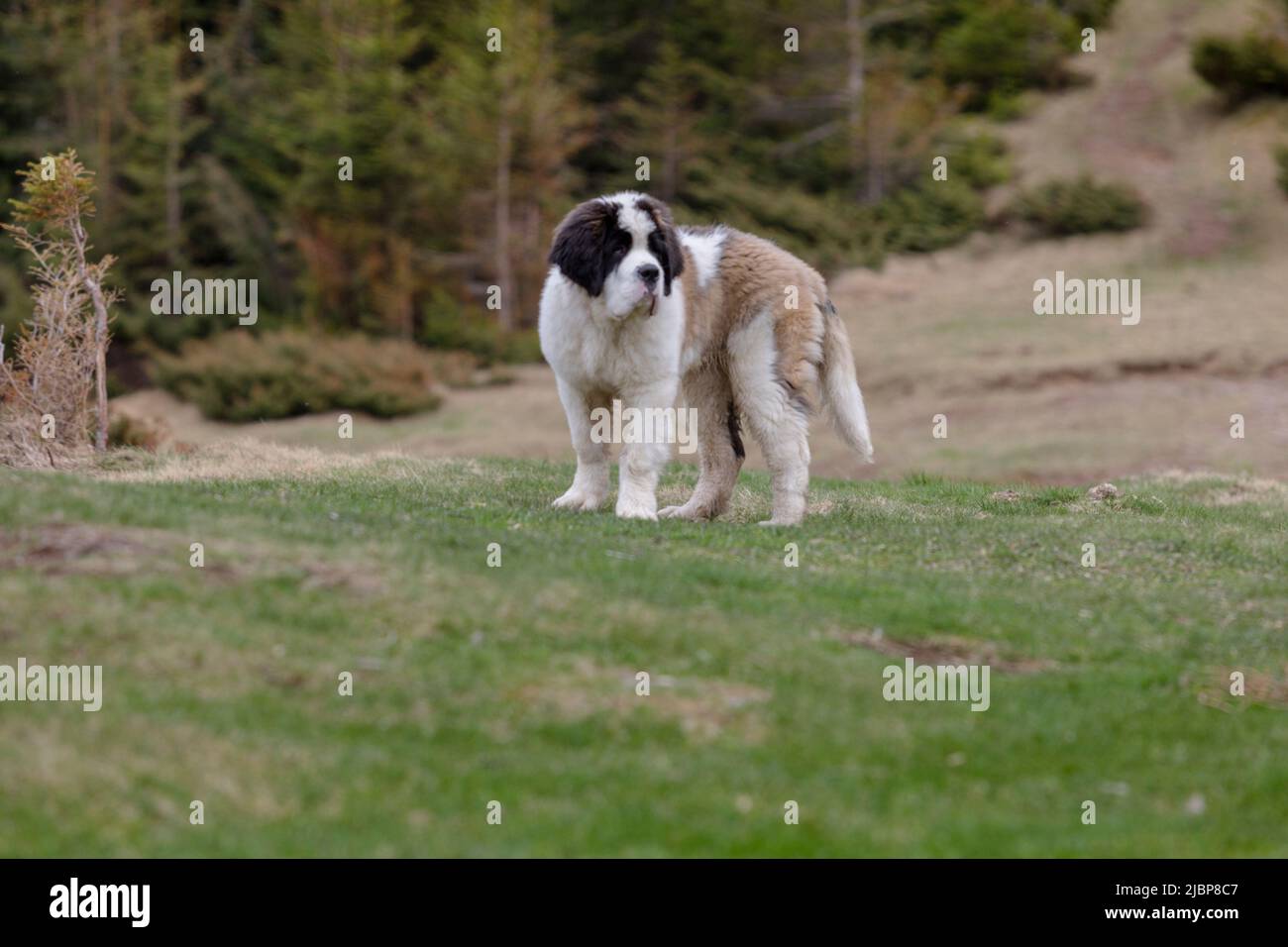 Adorable young puppy Saint Bernard (Alpine Spaniel) dog on the green ...