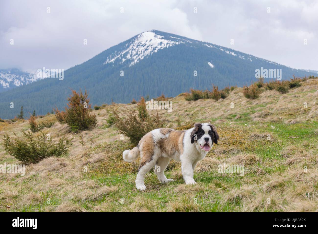 Tales of alpine rescues hi-res stock photography and images - Alamy