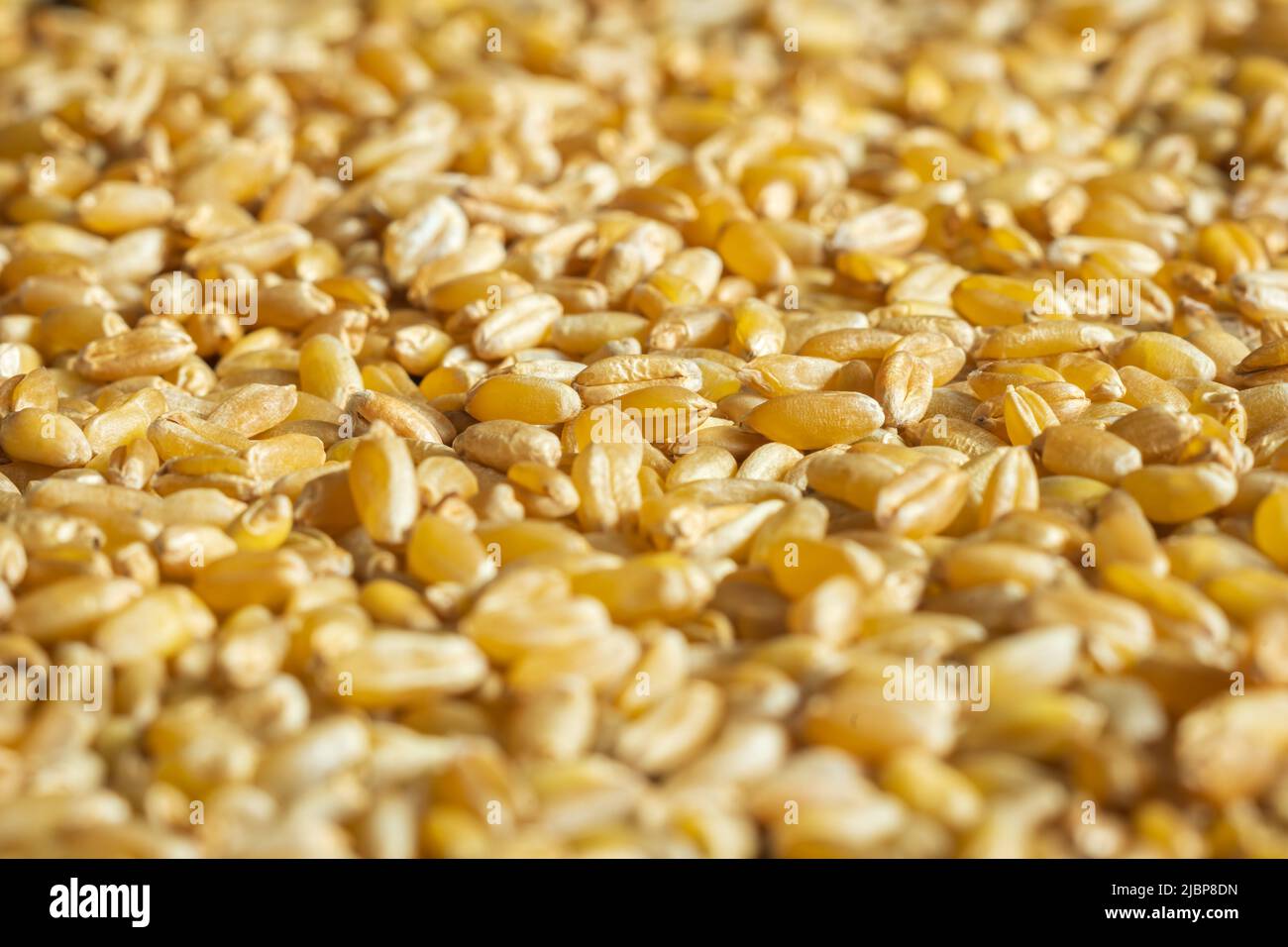 wheat grain texture background closeup Stock Photo - Alamy