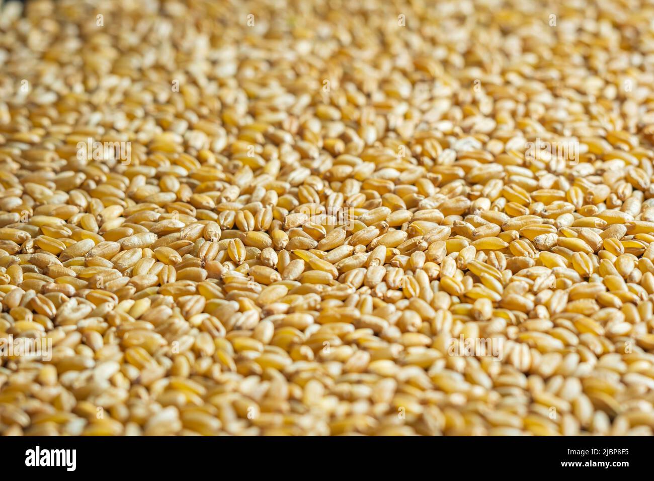 wheat grain texture background closeup Stock Photo - Alamy