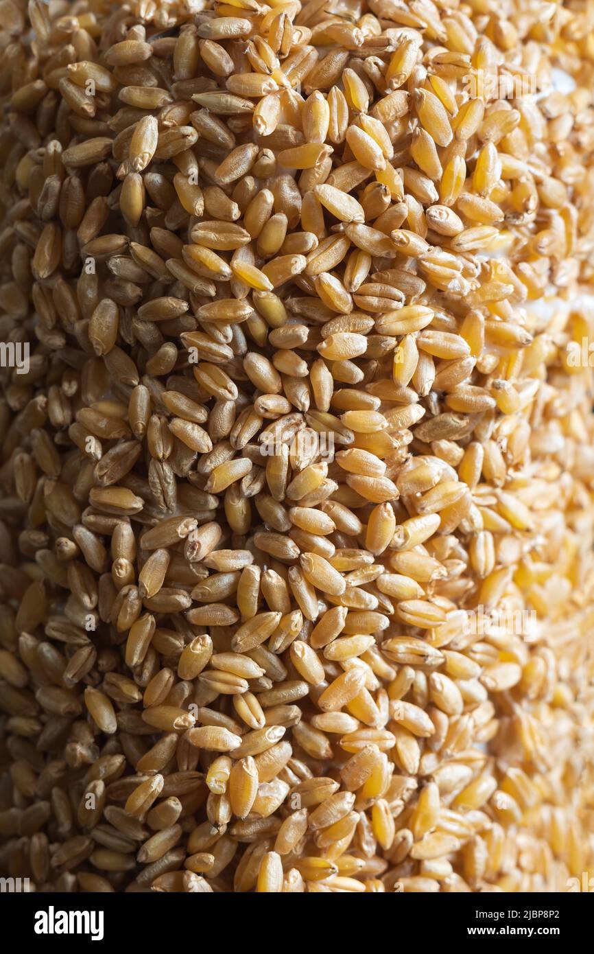wheat grain circular bar closeup Stock Photo - Alamy