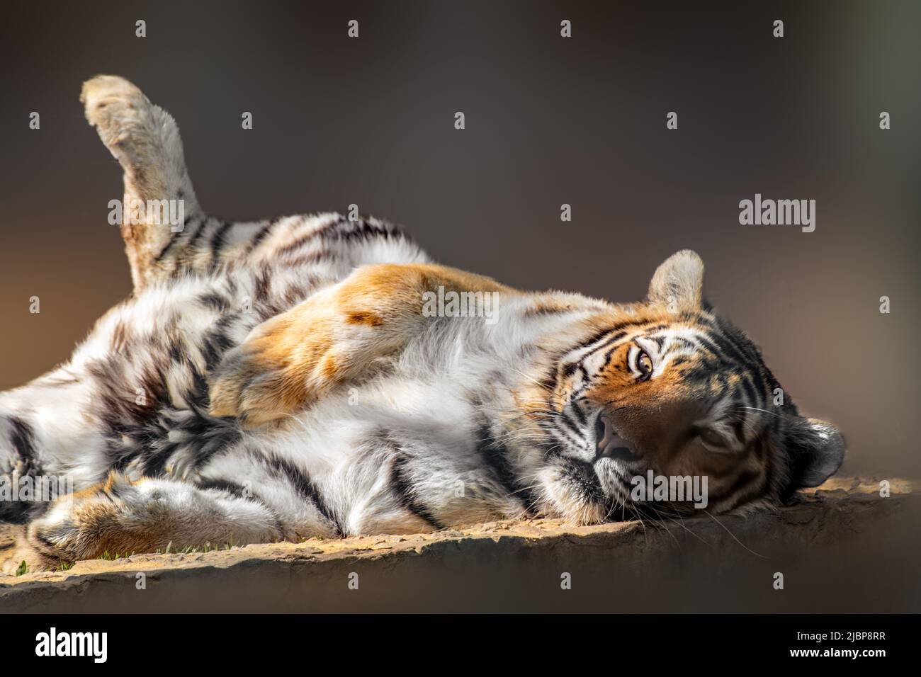 Tiger back of head hi-res stock photography and images - Alamy