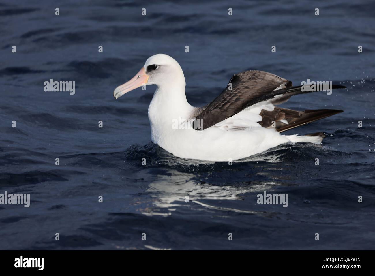 Laysan albatross (Diomedea immutabilis) in Japan Stock Photo - Alamy
