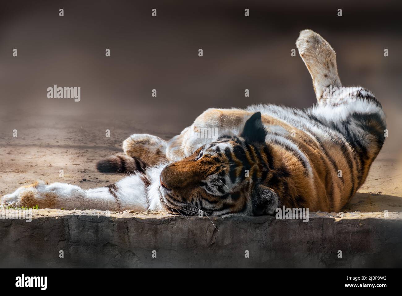 Tiger (Panthera tigris) with dark stripes on orange fur with a white ...