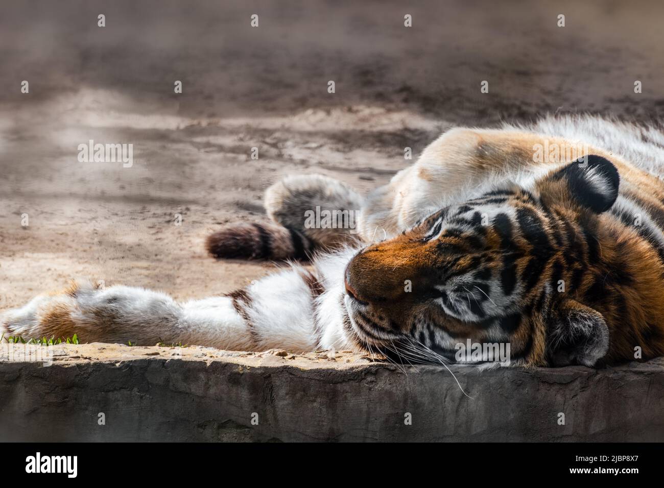 Tiger (Panthera tigris) with dark stripes on orange fur and a white ...