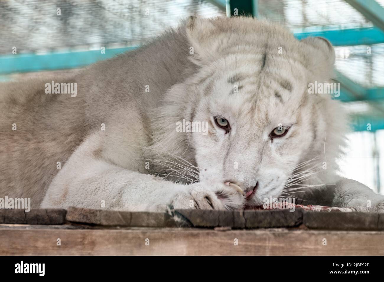 White tiger with black stripes (Panthera tigris) eating raw meat on ...
