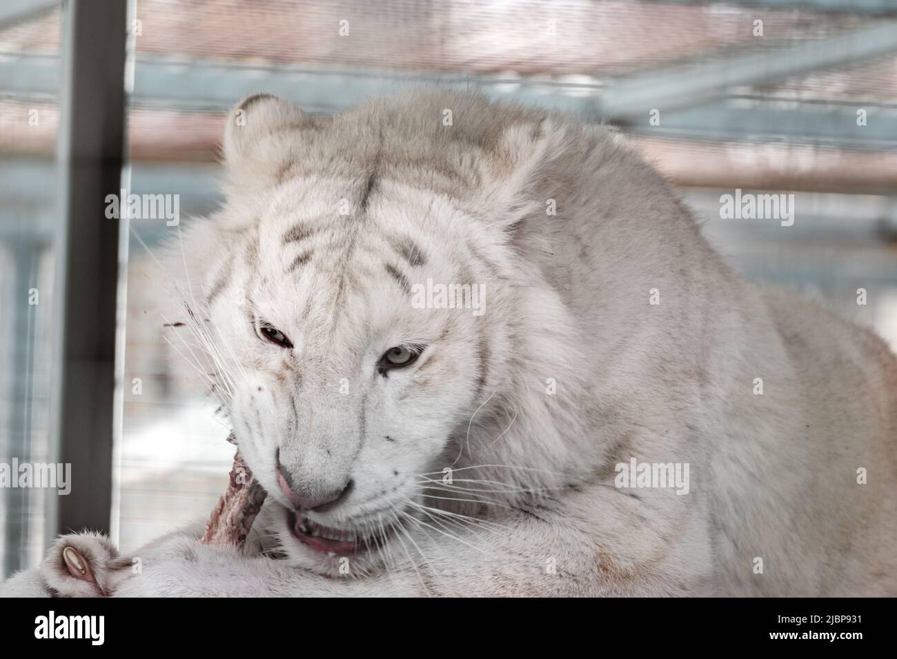 White tiger (Panthera tigris) eating raw meat with bones. Close-up view ...