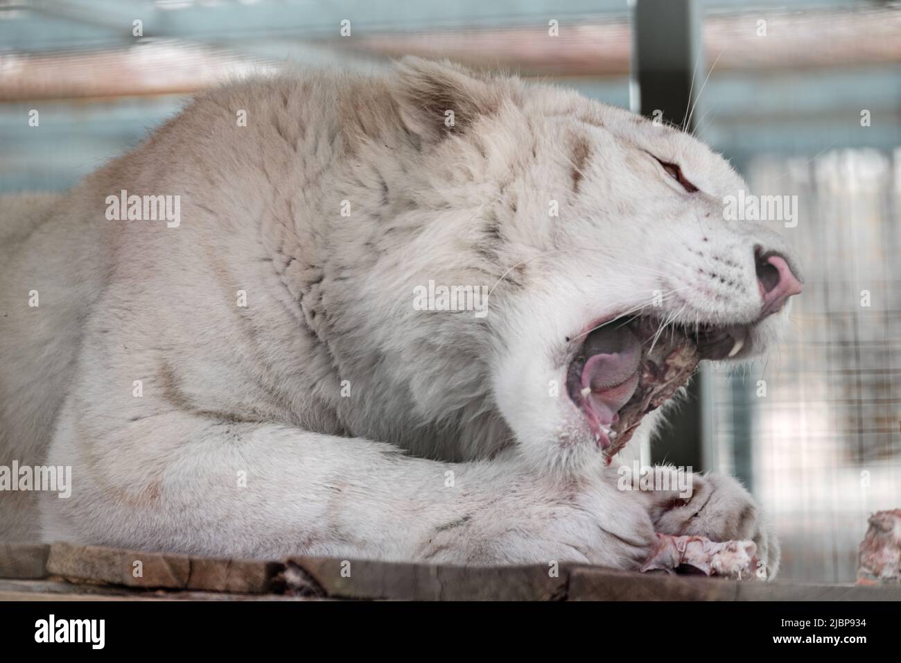 White tiger (Panthera tigris) eating raw meat with bones. Close-up view ...