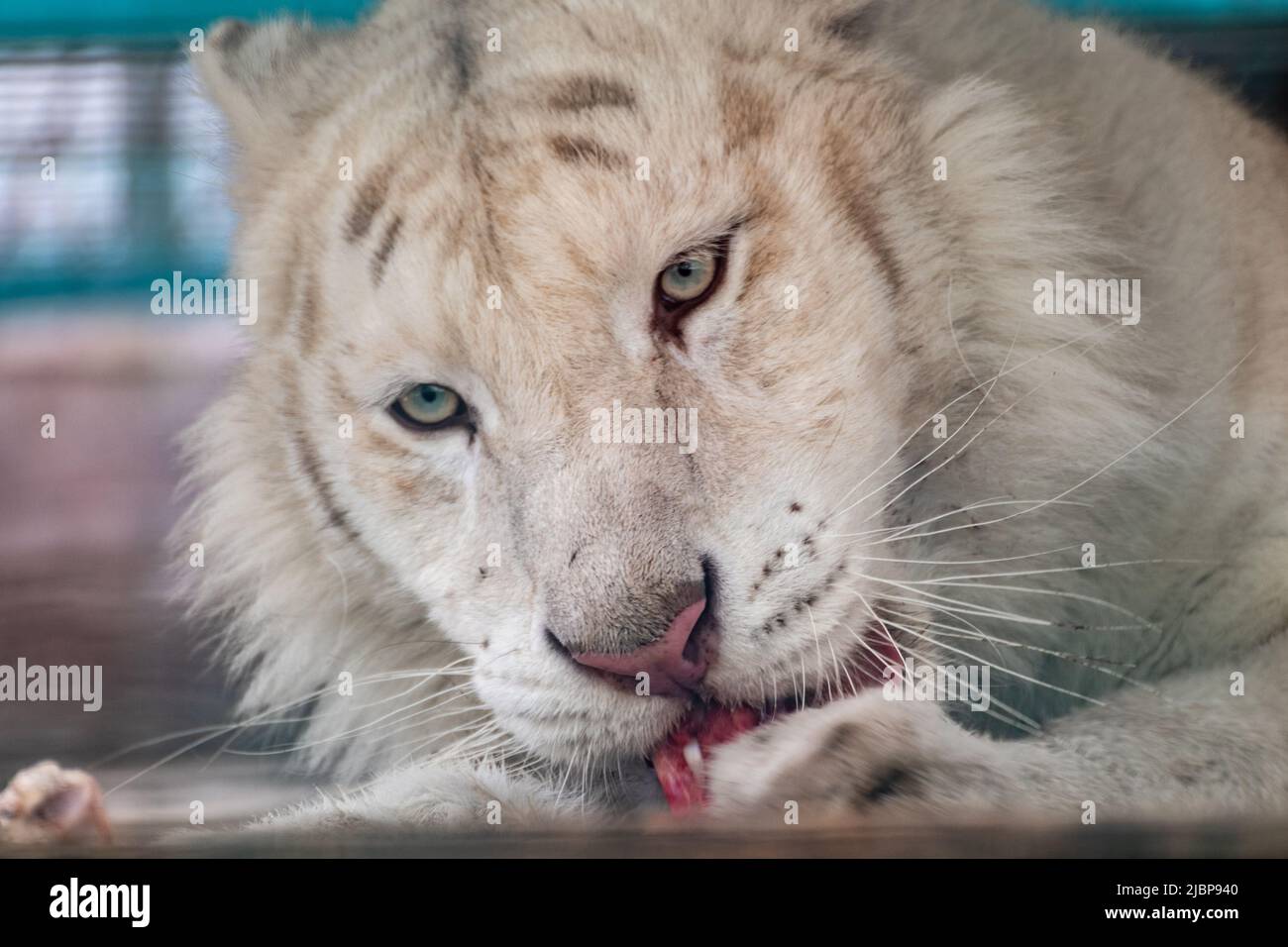Carnivore Animals Eating