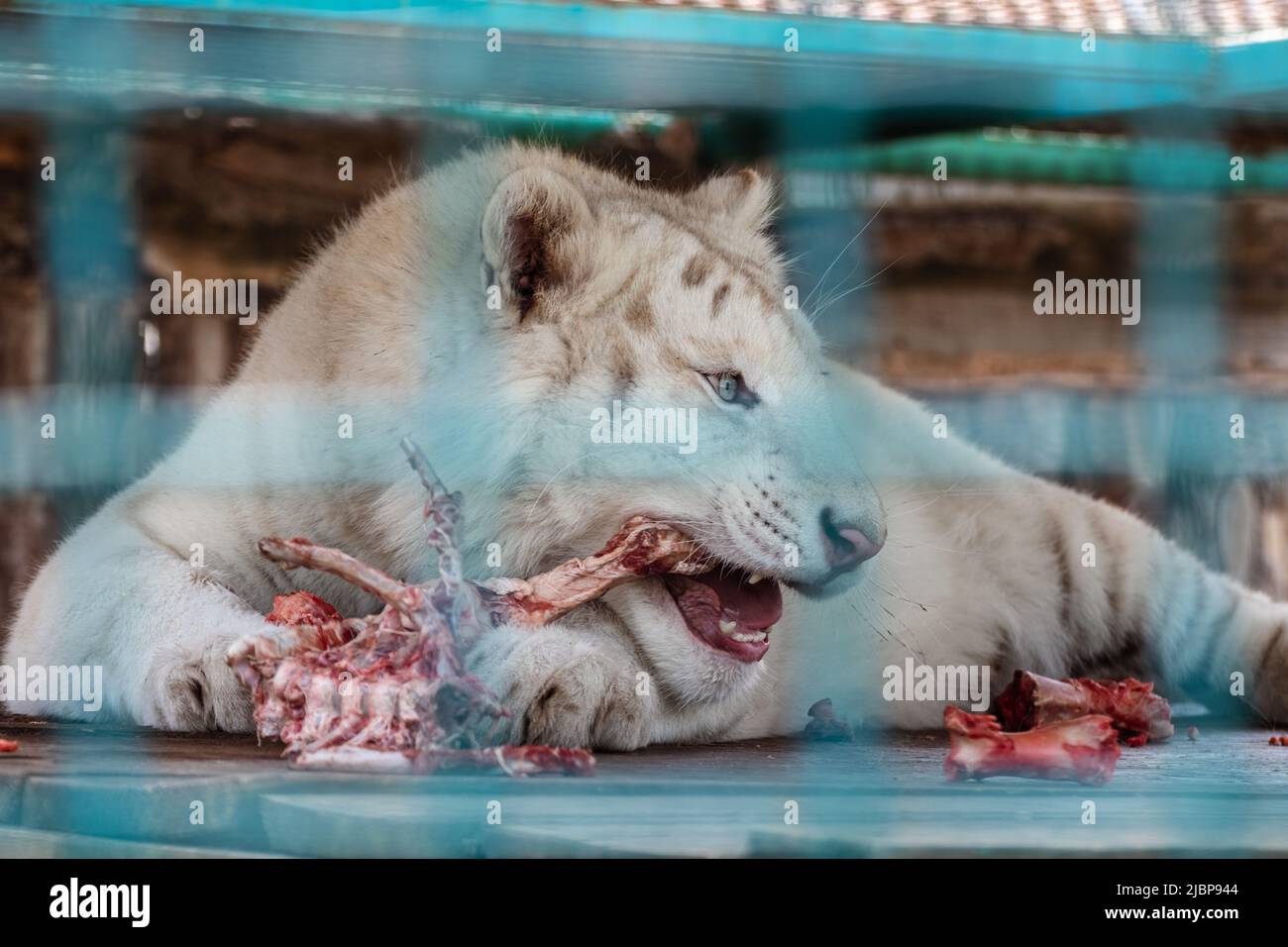 White tiger (Panthera tigris) eating raw meat on wooden platform in ...