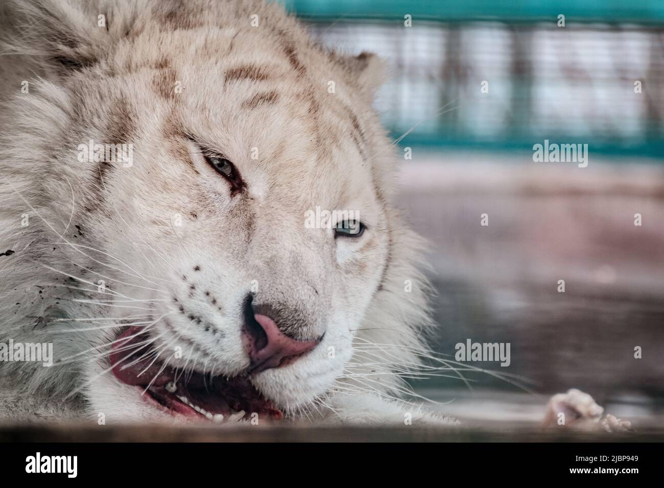 White tiger head close-up, laying down and eating. Close view with ...