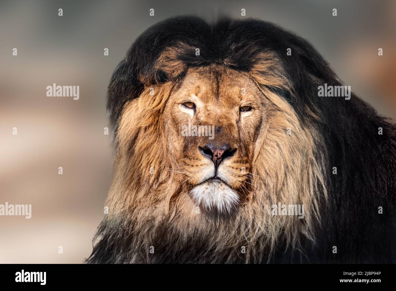 Big lion powerful portrait, looking forward close-up with sunny blurred ...