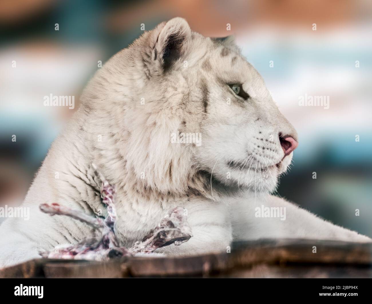 White tiger (Panthera tigris) with eaten bones on wooden platform ...