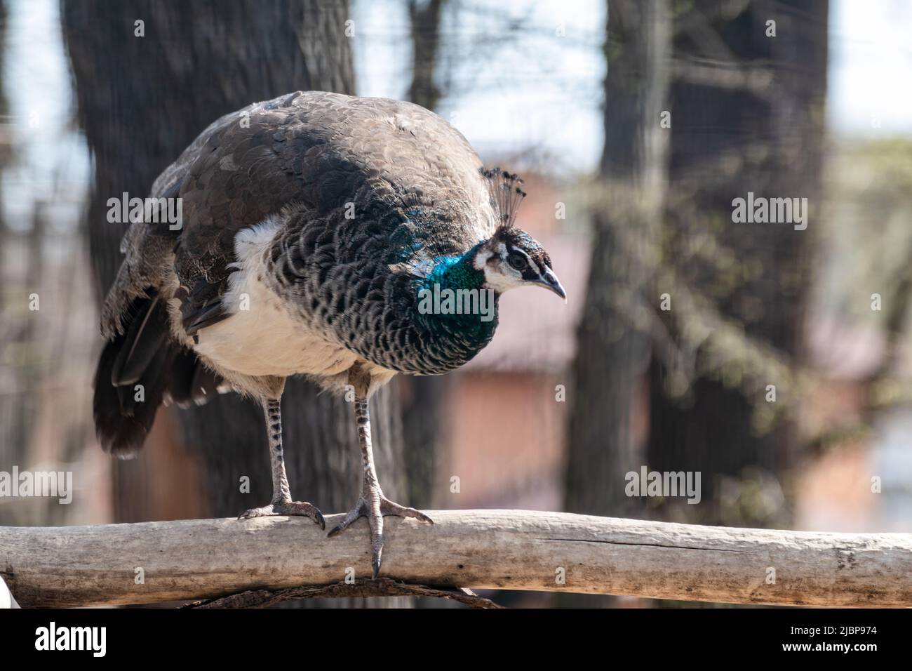 Blue peafowl, Indian peafowl (Pavo cristatus) female peahen with ...