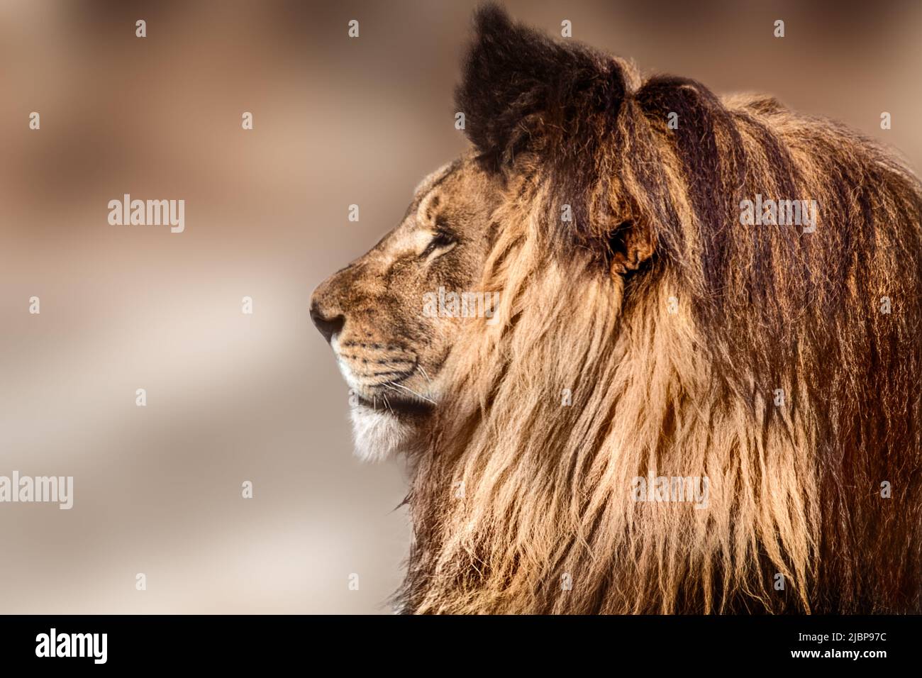 Awesome Pictures Of Wild Animals